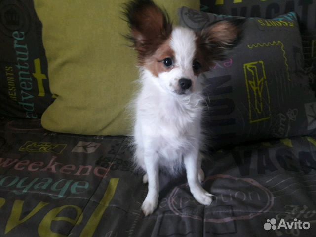 Щенок бабочка (Папийон)