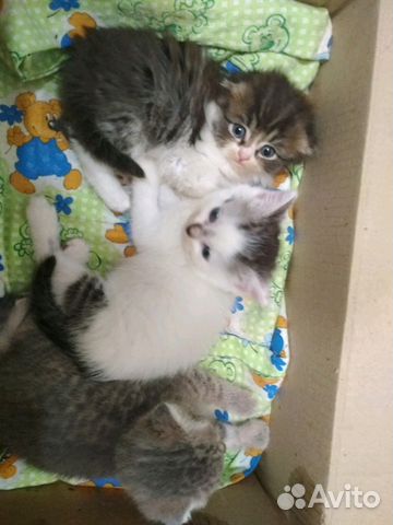 Шотландские котята