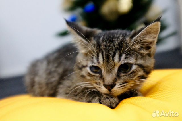 Особенная кошечка ищет дом