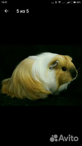 Морская свинка- шелти девочка