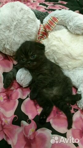 Шотландский котёнок