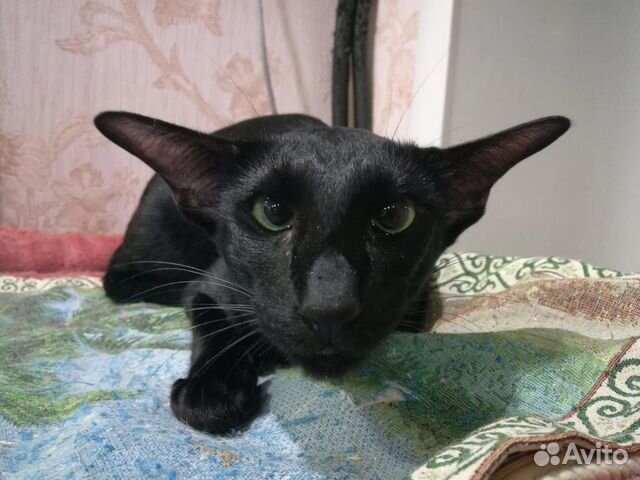 Чёрный молодой ориентал