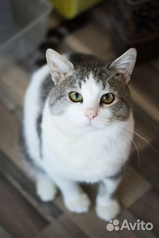 Симпатичный кот Сникерс в хорошие руки