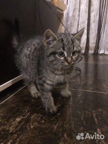 Отдам даром котёнка