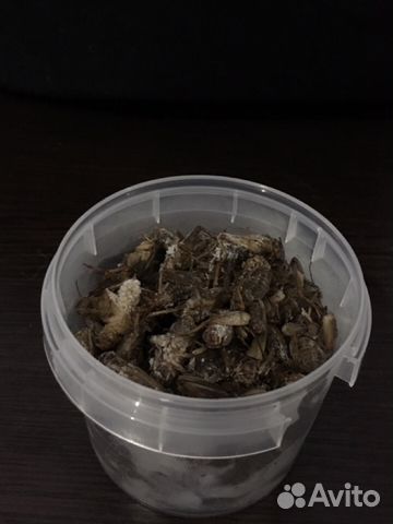 Сверчок домовой