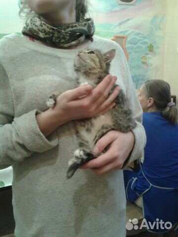 Кошка Гушечка