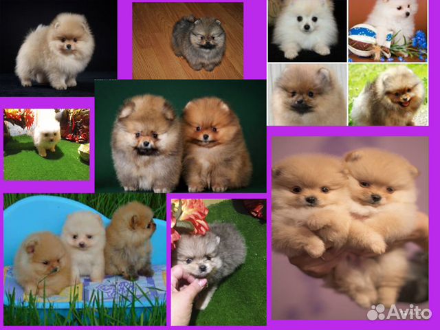 Что такое пустота -это там где нет шпица