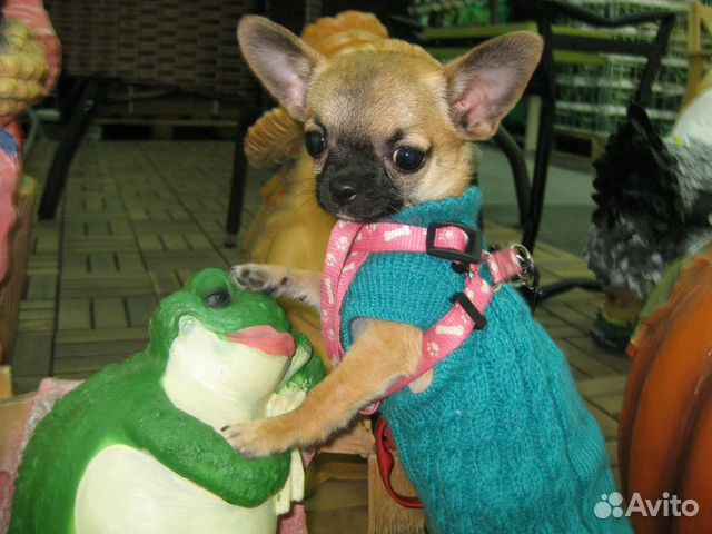 Вязка Чихуахуа