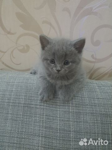 Шотландские котята