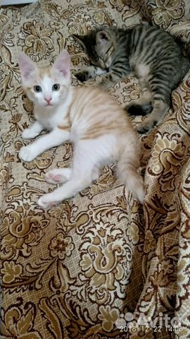 Котята домашние