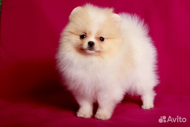 Шпицы патиколор девочки