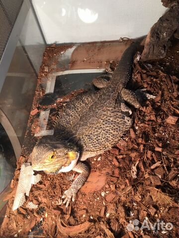 Агама+террариум