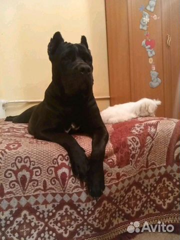 Красивая девочка кане корсо ишет кабеля для вязки