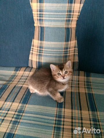 Шотландские котята