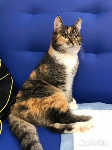 Трехцветная девочка в добрые руки