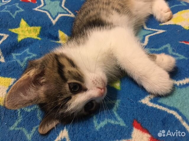 Маленький пупсик