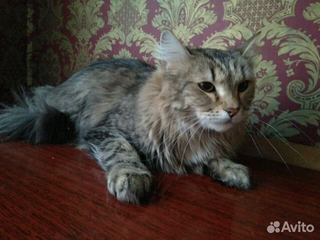 Пушистый друг с доставкой на дом