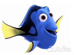 Рыбы - Хирурги