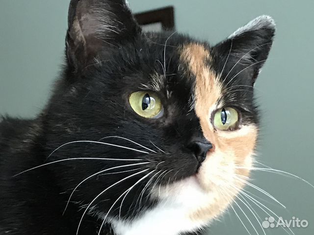 Кошка Апельсинка