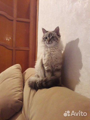 Кошка Бася