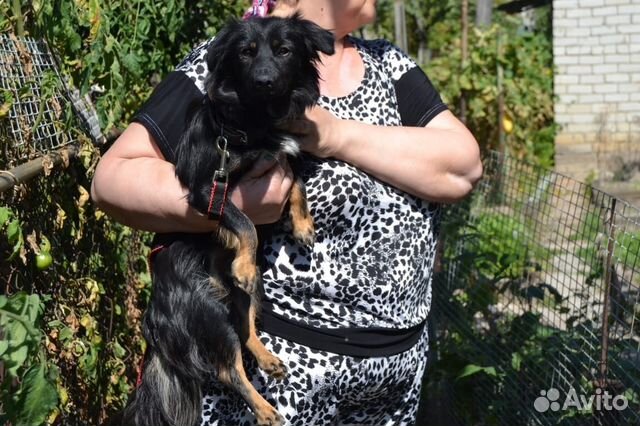 Ищет дом мелкая собачка Мишель