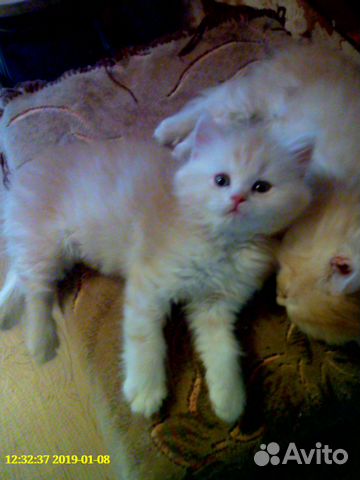 Персидский котенок