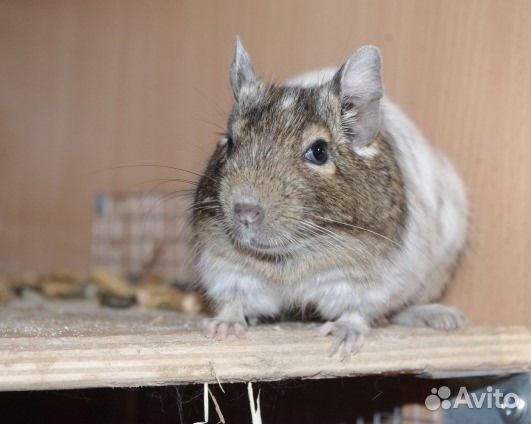 Пятнистый дегу (самец)