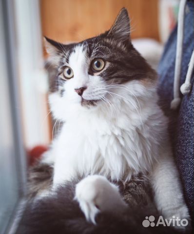 Котик Пушок в дар