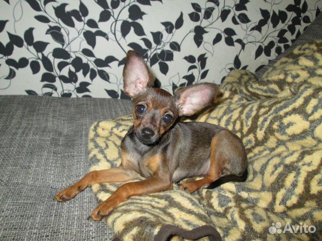 Той-терьер подросток