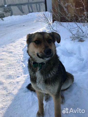 Возьмите собачку