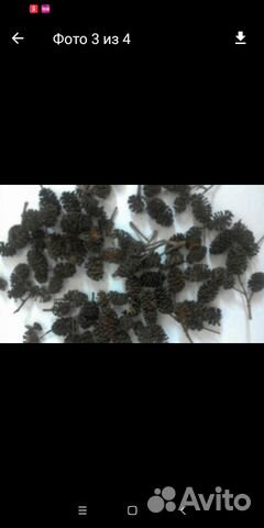 Шишки ольхи