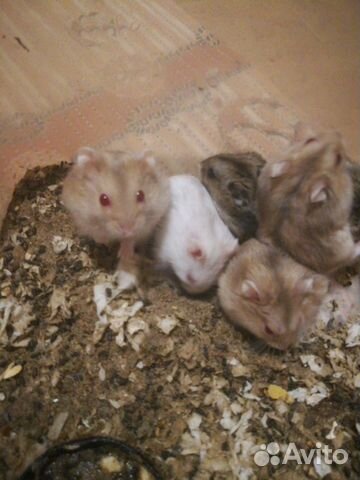 Подарок Ребенку (хомячки малышки "от Лари")