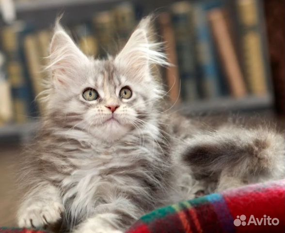 Голубокремовая черепашка