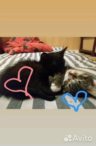 Ушастый кот