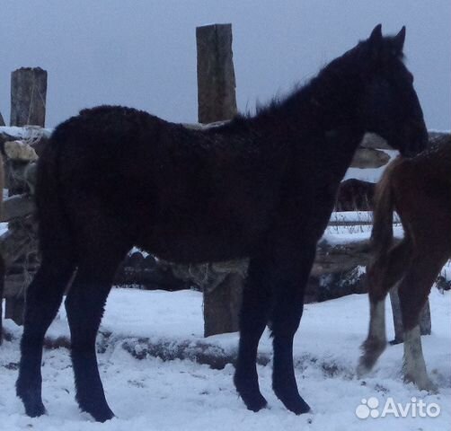 Крупный орловский рысак