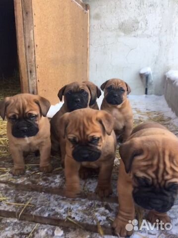 Бульмастиф