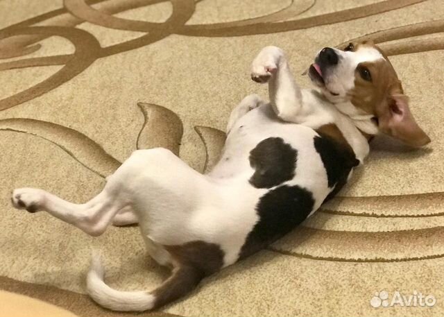 Бигль в хорошие руки