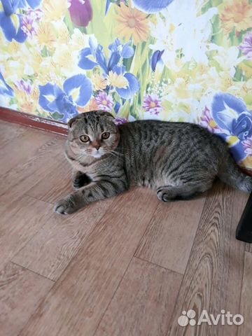 Шотландская вислоухая