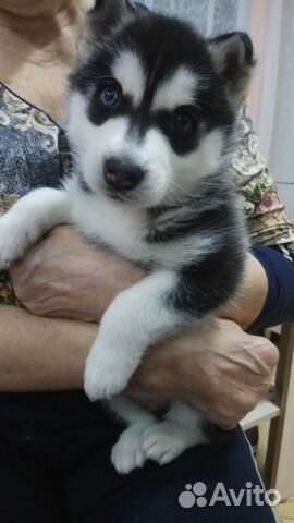 Продам хаски щенок