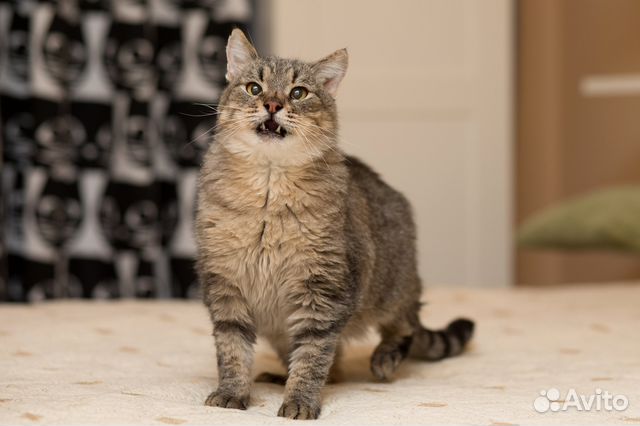 Кот Серый, 5 лет