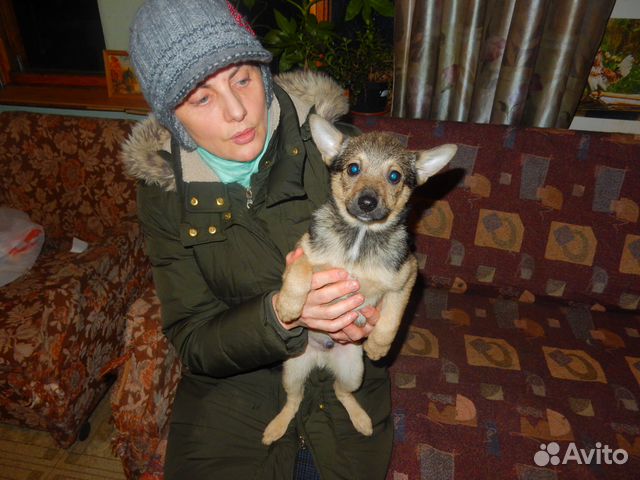 Щенок в хорошие руки