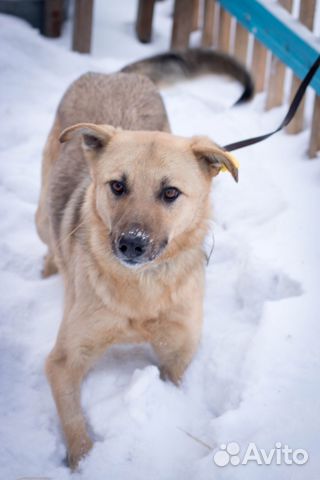 Пупся ищет себе дом