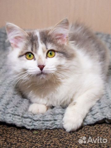 Гриша -котенок 3 месяца в дар