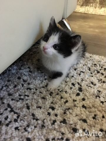 Котята