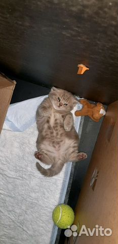Котенок Британец
