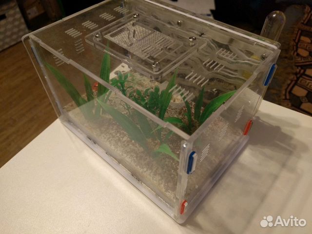 Колония муравьев camponotus parius