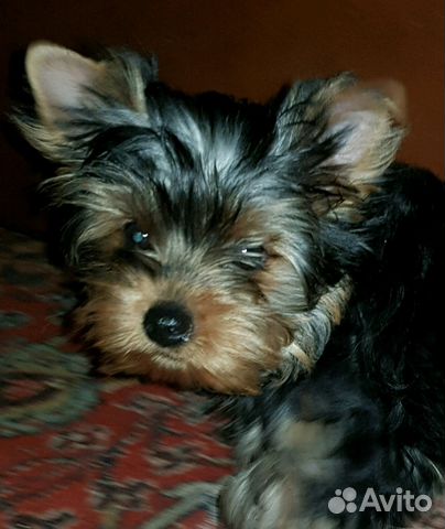 Йоркширский терьер