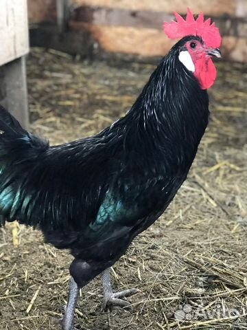 Петухи на развод породы брама и барбезье