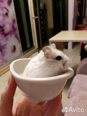 Отдадим хомяка