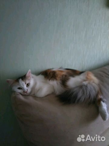 Кошечка Эва